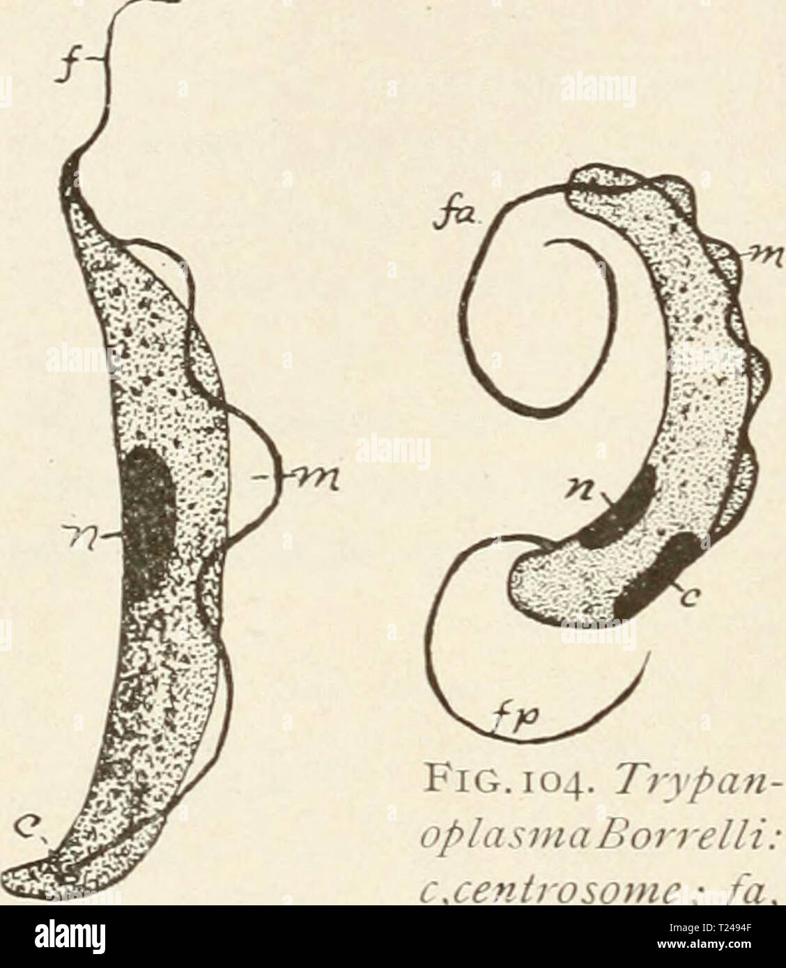 General morphology hi-res stock photography and images - Alamy
