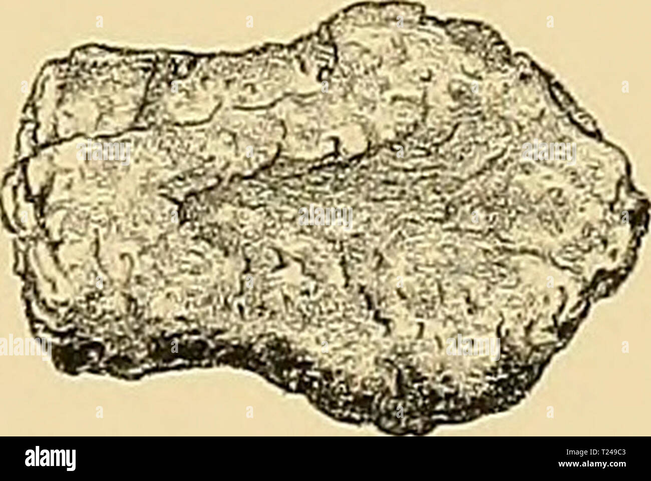 Archive image from page 426 of Dinocerata a monograph of Dinocerata : a ...