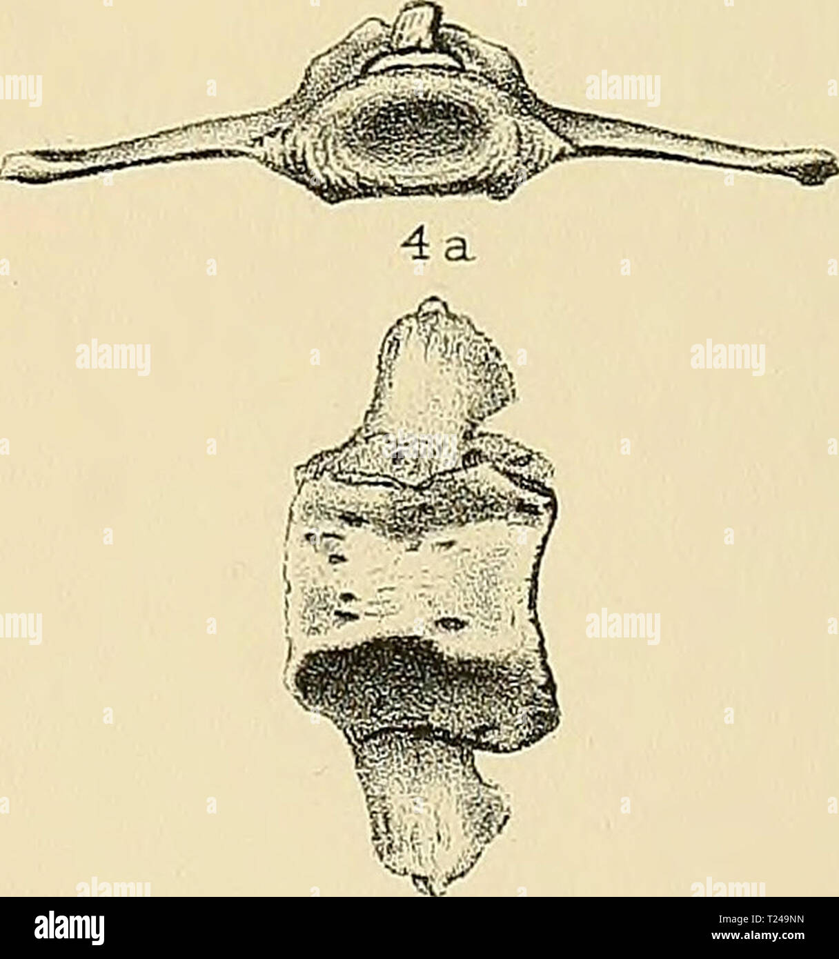 Dinoceras hi-res stock photography and images - Alamy