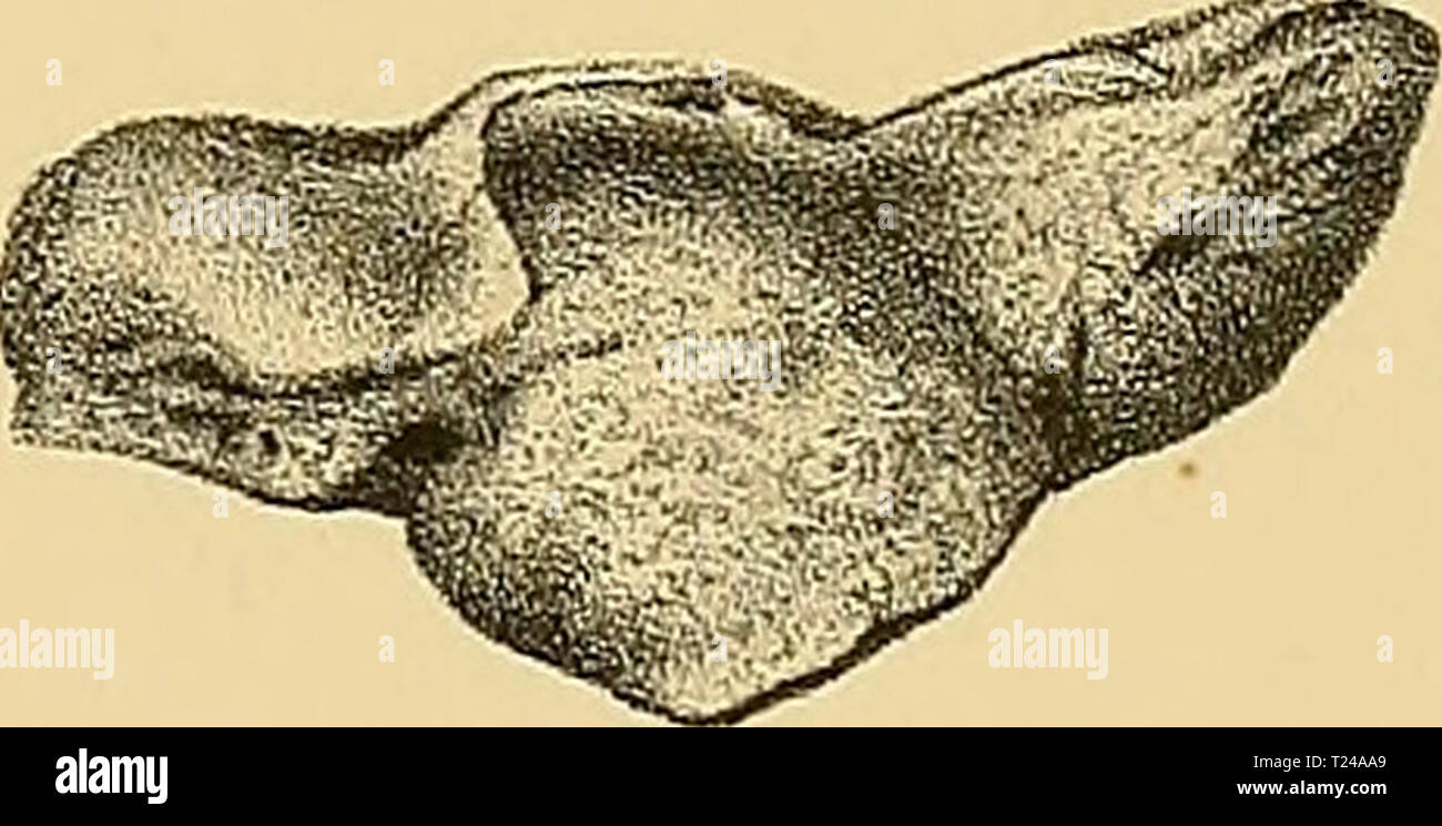 Archive image from page 462 of Dinocerata a monograph of Dinocerata : a ...