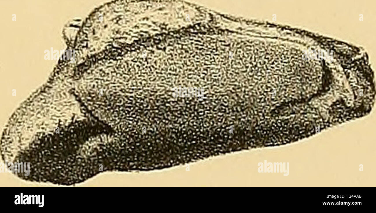 Archive image from page 462 of Dinocerata a monograph of Dinocerata : a ...