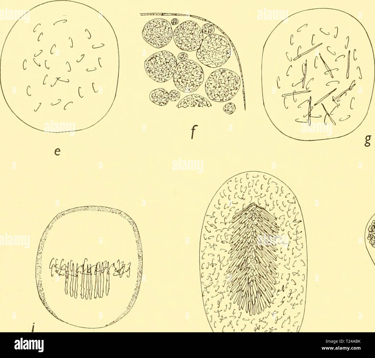 Archive image from page 463 of Discovery reports (1932) Discovery ...