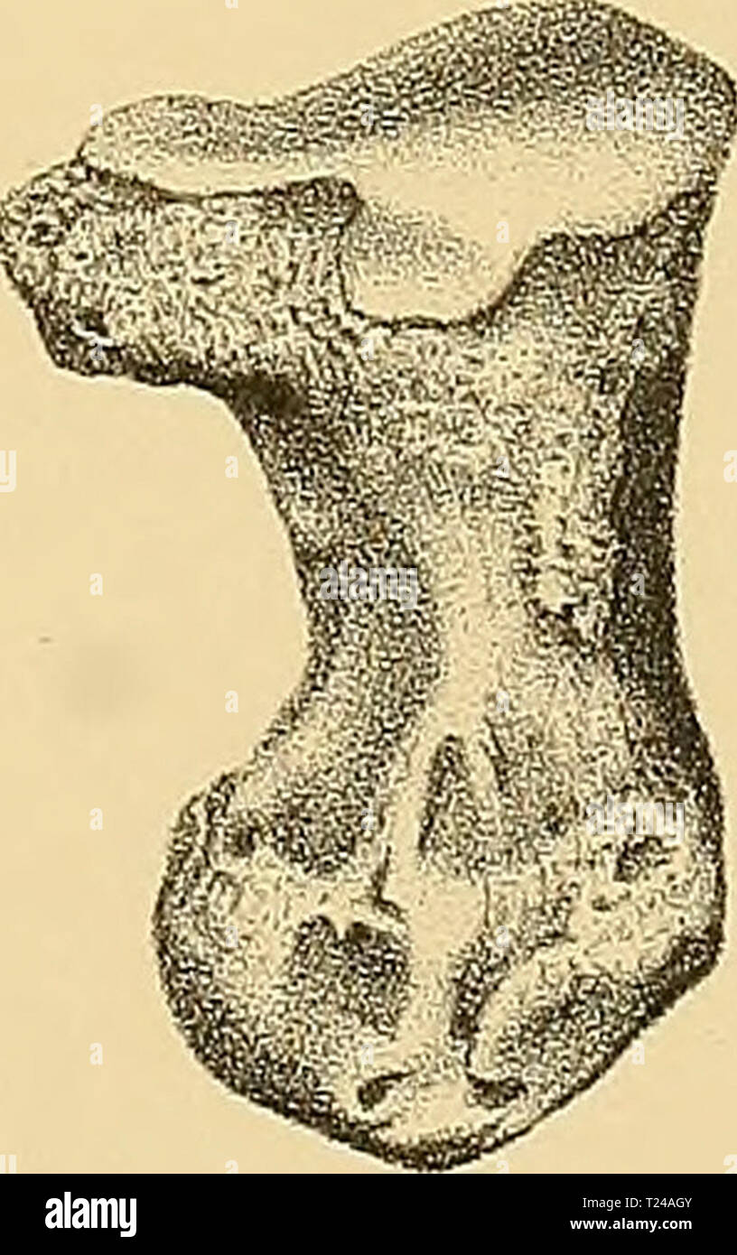 Archive image from page 470 of Dinocerata a monograph of Dinocerata : a ...