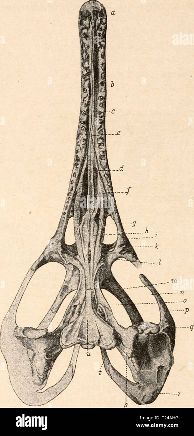 Kleine wirbeltiere hi-res stock photography and images - Alamy