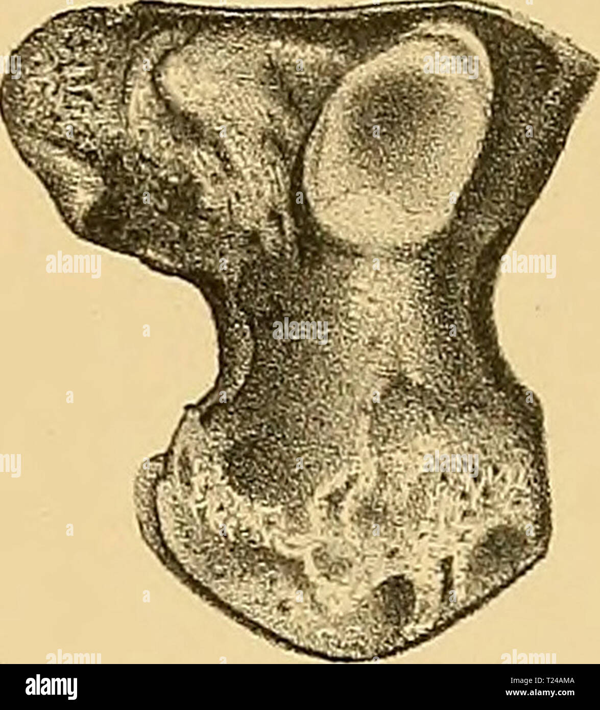 Archive image from page 474 of Dinocerata a monograph of Dinocerata : a ...