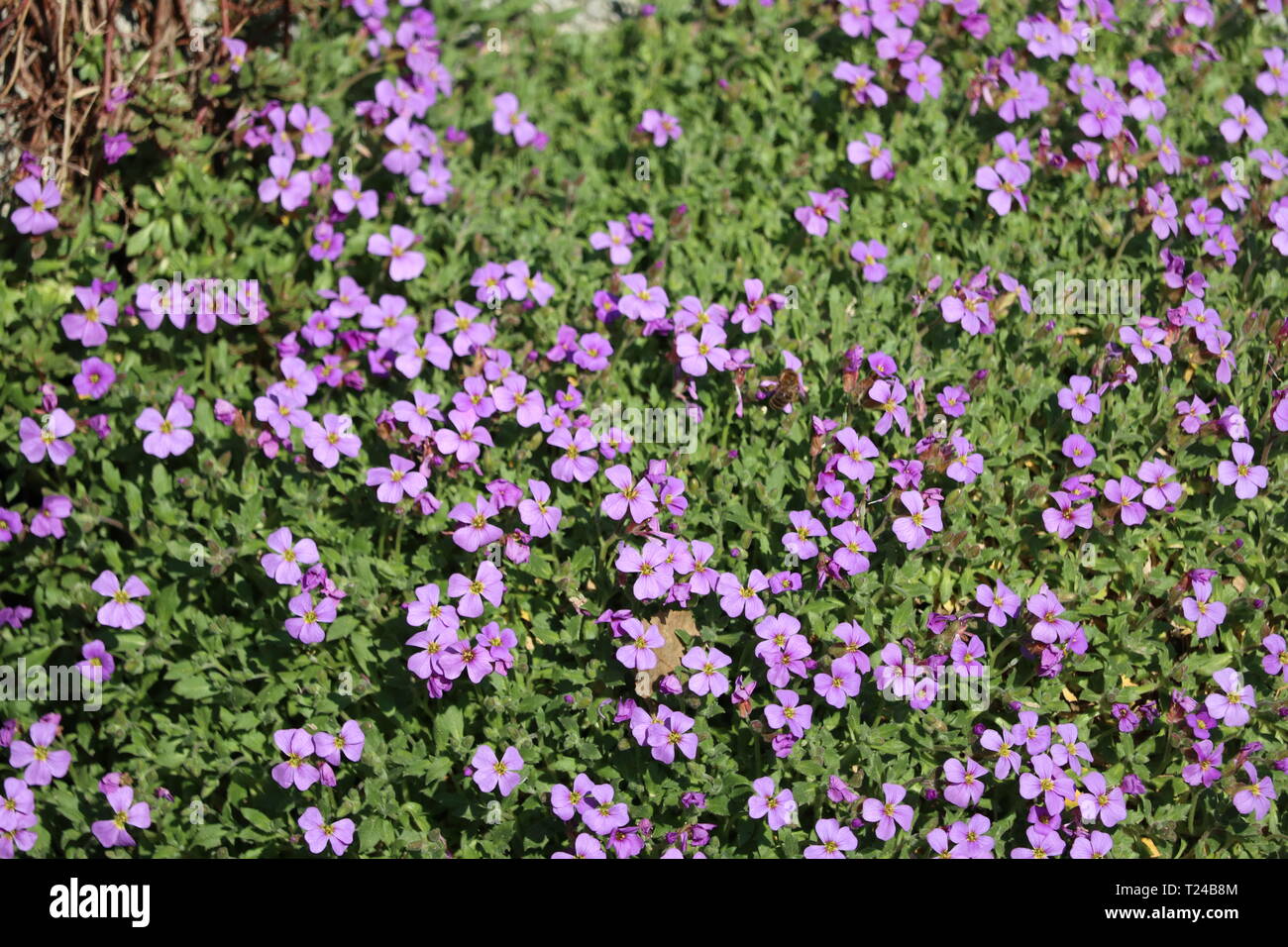 Aubretia flower pot Stock Photo - Alamy