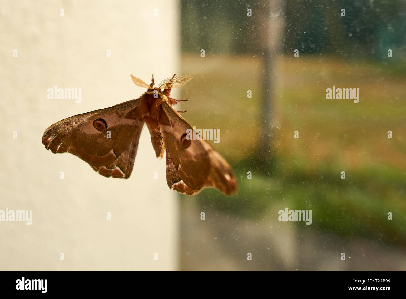 Fuzzy antennae moth hi-res stock photography and images - Alamy