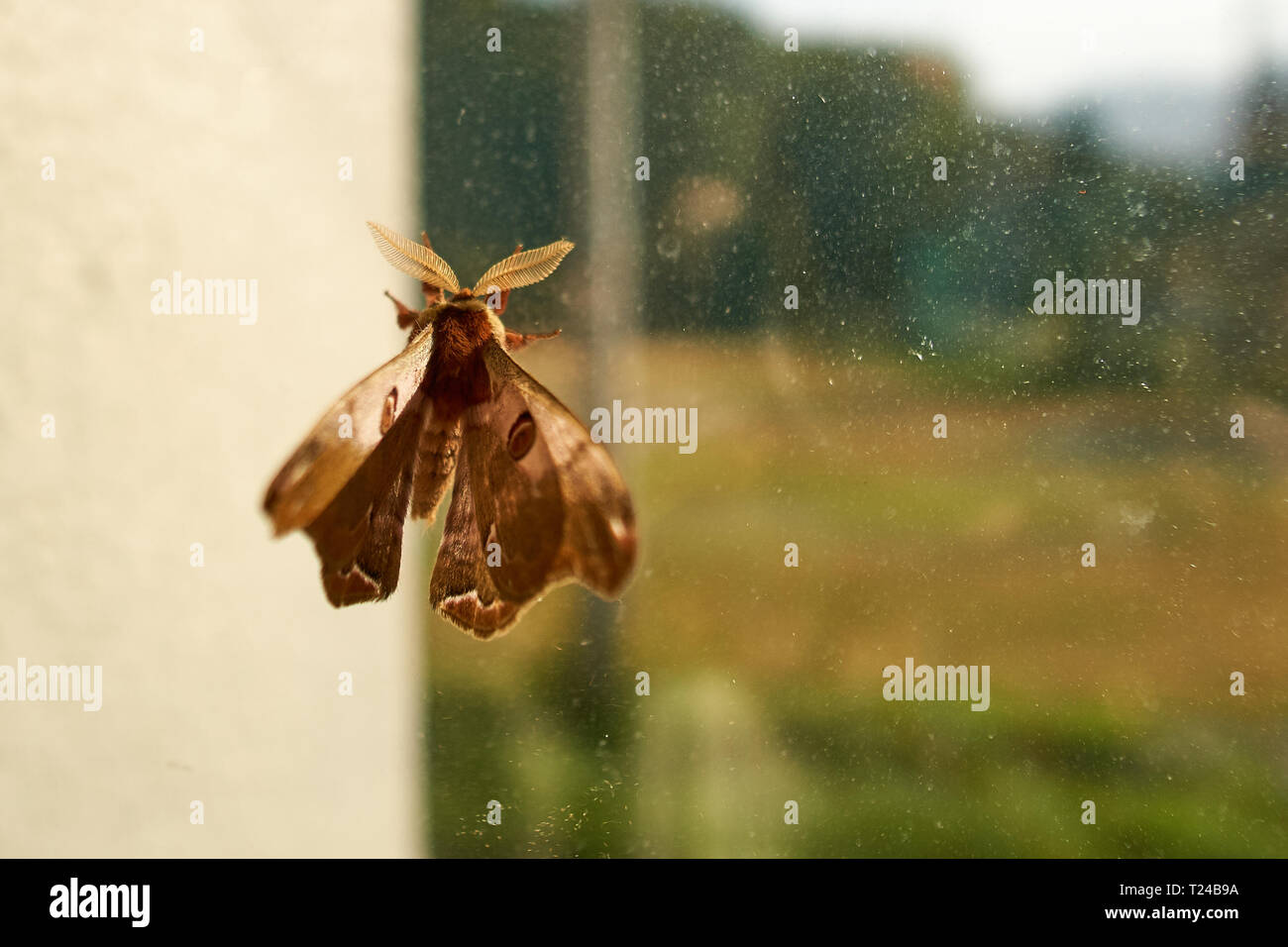Insect moth silkmoth lepidoptera saturniidae hi-res stock photography ...