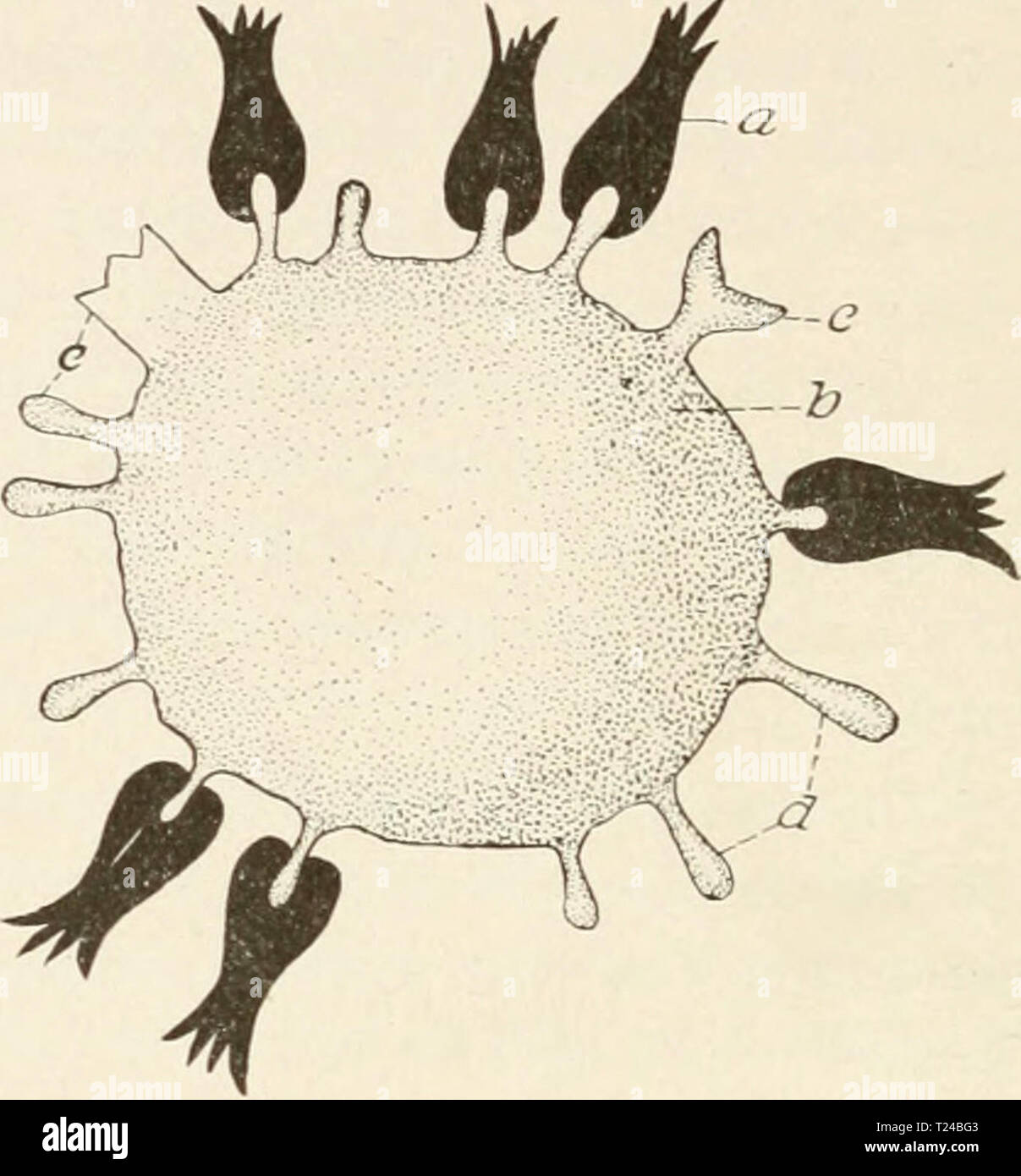 Archive image from page 579 of The pathology and differential diagnosis ...