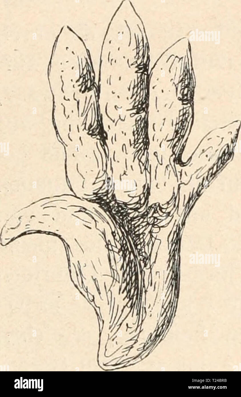 Kleine wirbeltiere hi-res stock photography and images - Alamy