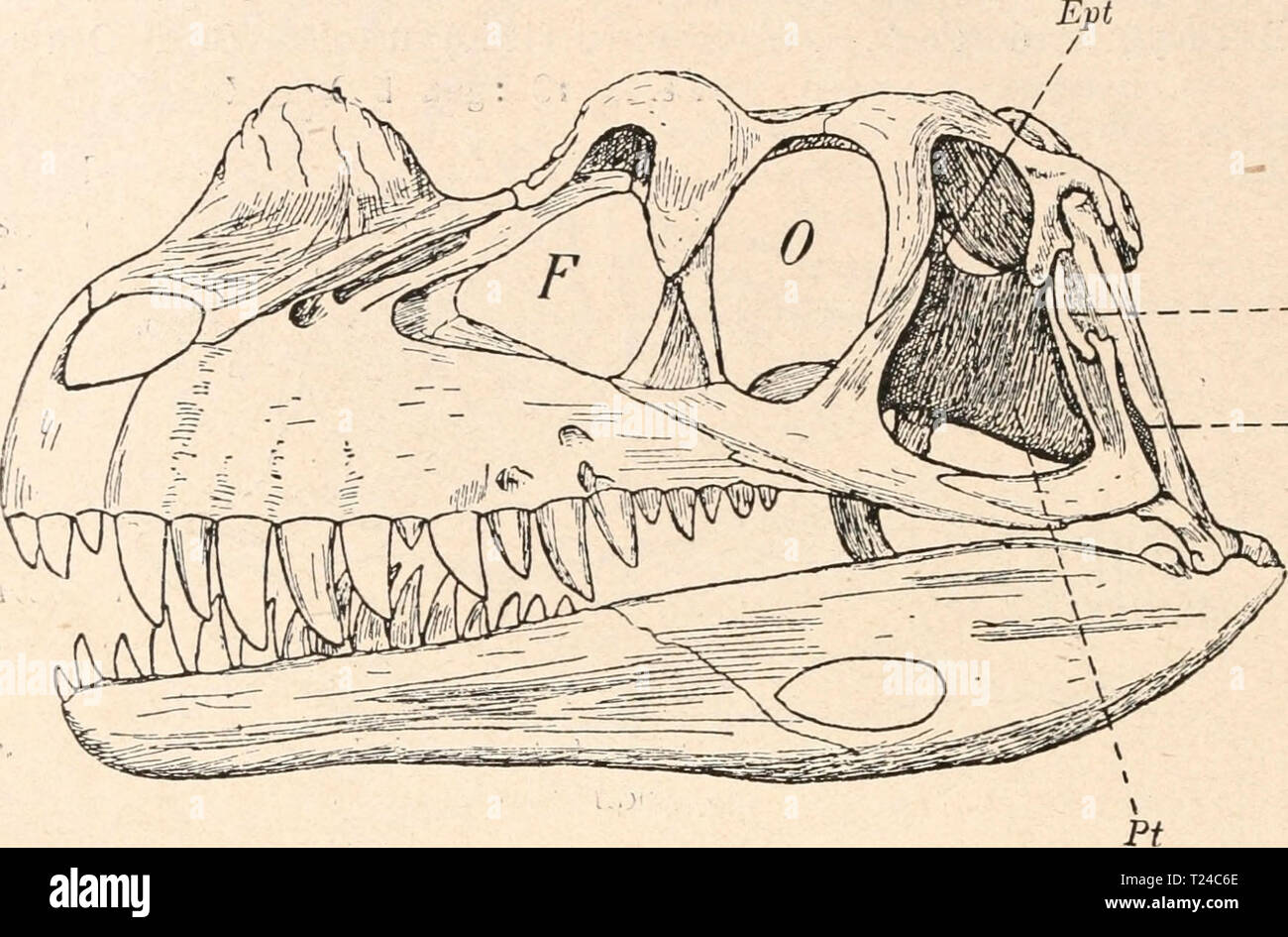 Creosaurus hi-res stock photography and images - Alamy