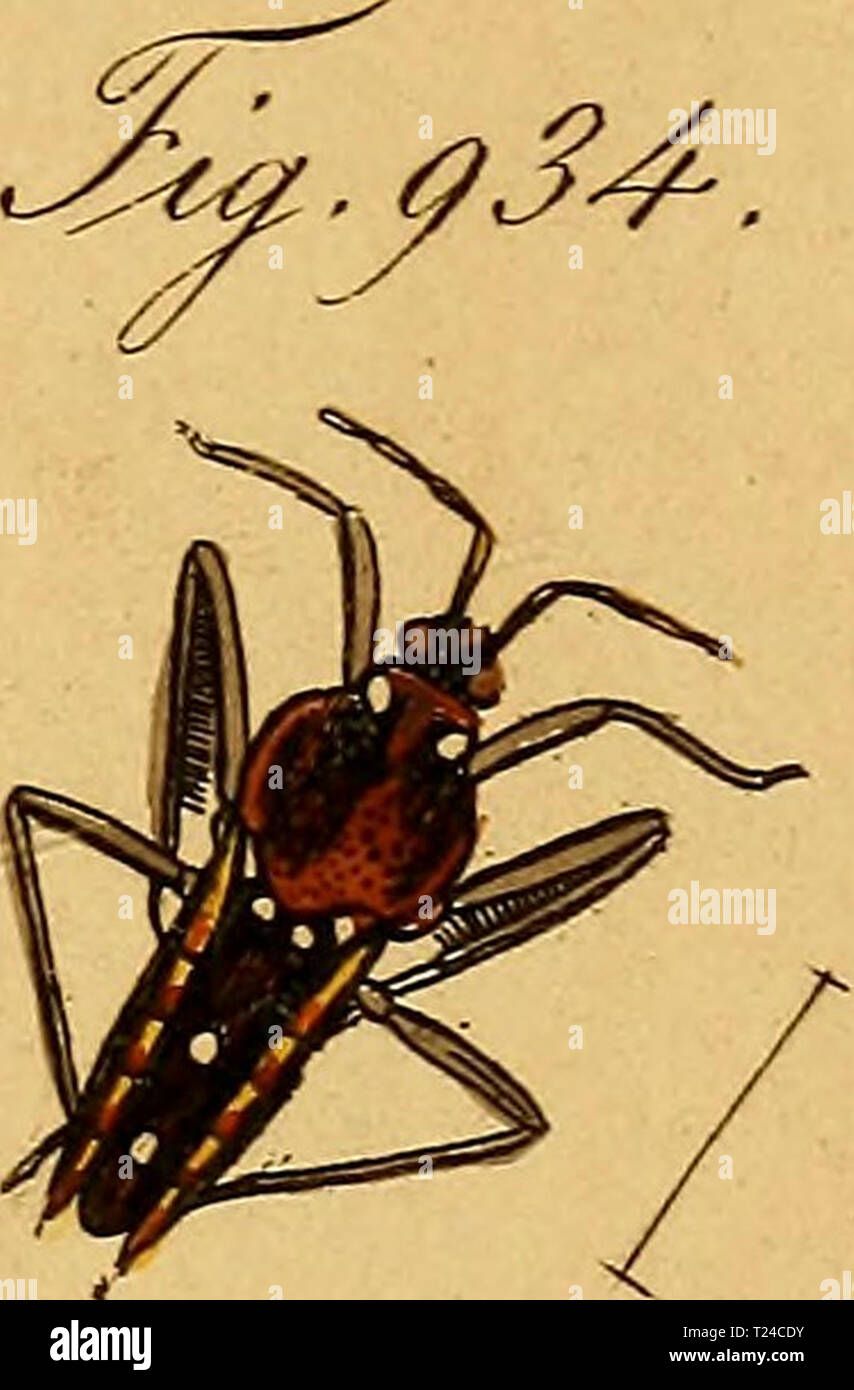 Archive image from page 628 of Die wanzenartigen Insecten getreu nach ...