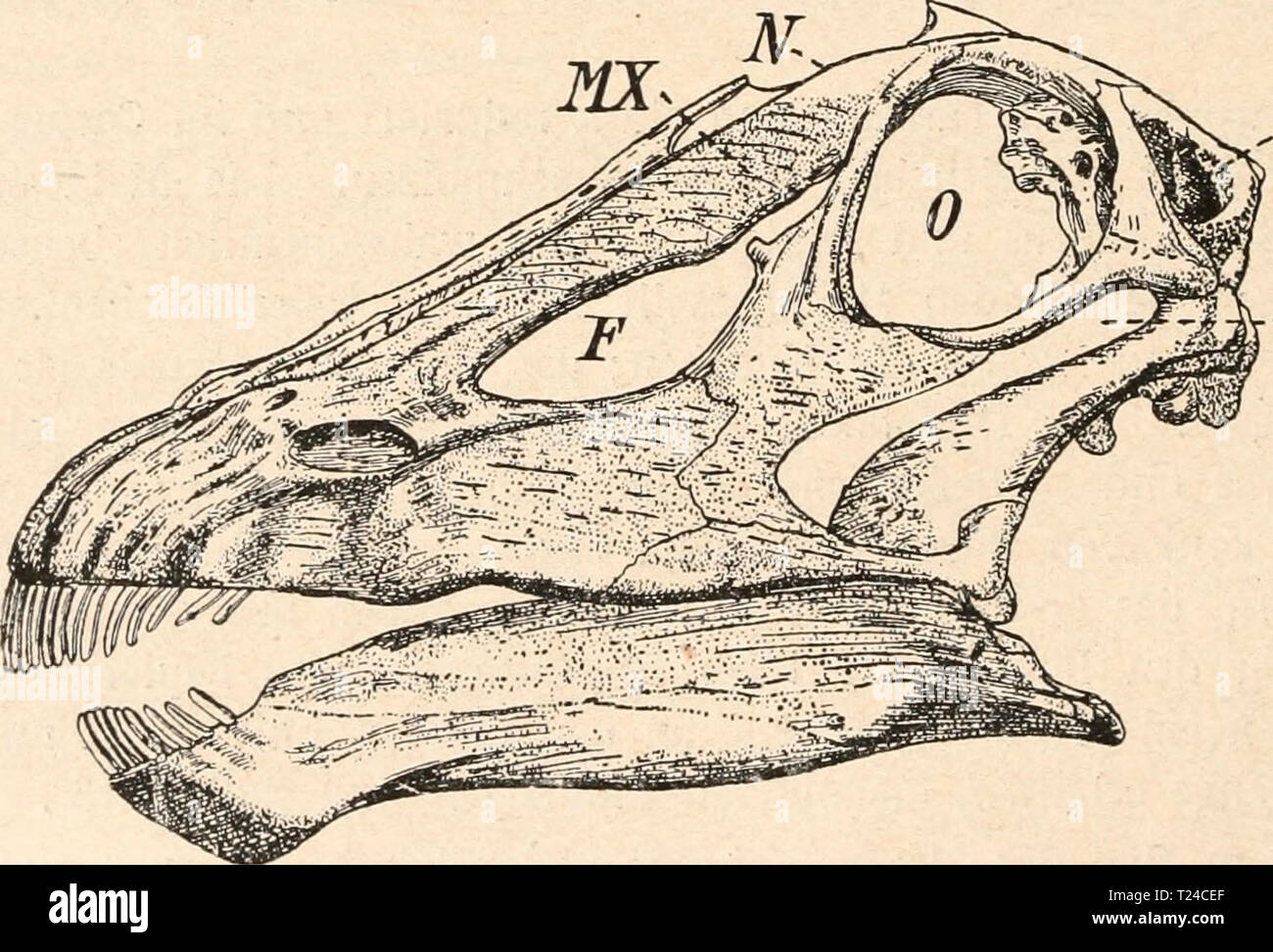 Archive image from page 629 of Die stämme der wirbeltiere (1919) Die ...