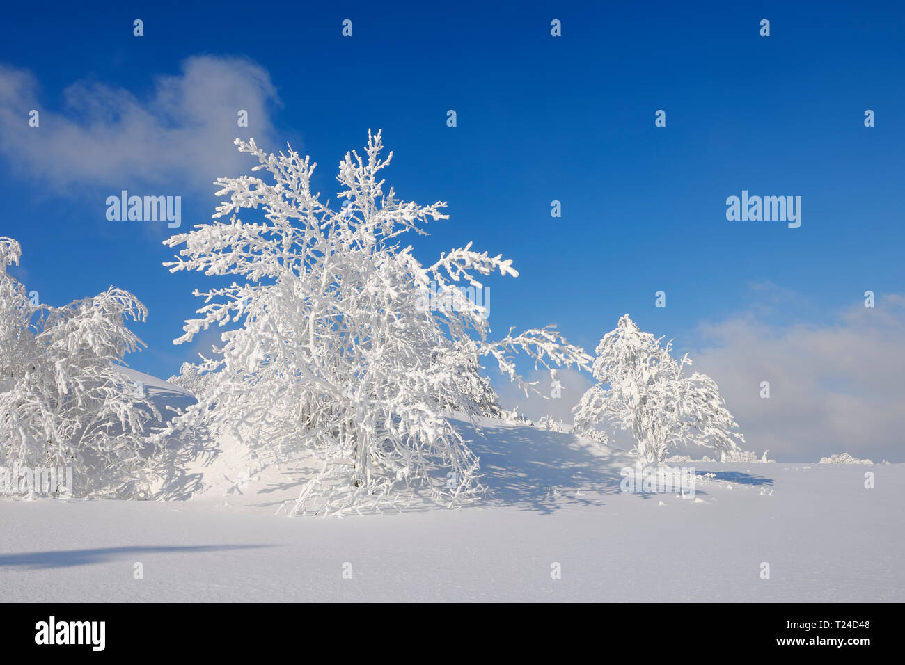 Snow covered trees in winter landscape. Ore Mountains, Erzgebirge ...