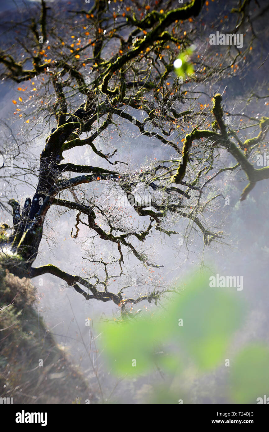 Spain, Gorbea Natural Park, tree Stock Photo - Alamy