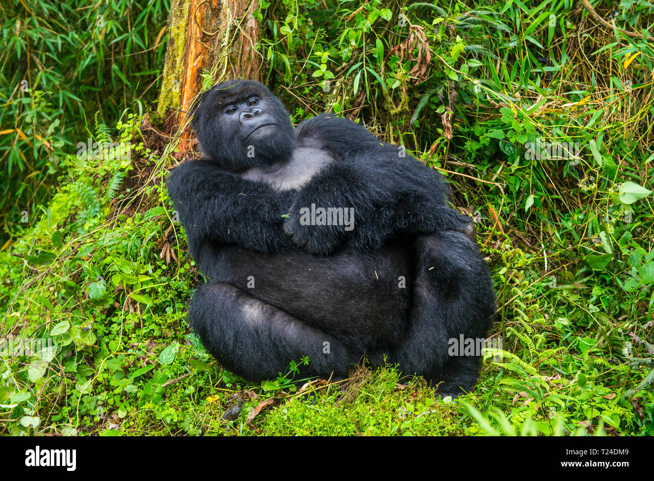 Rwanda, Virunga National Park, portrait of relaxing mountain gorilla ...