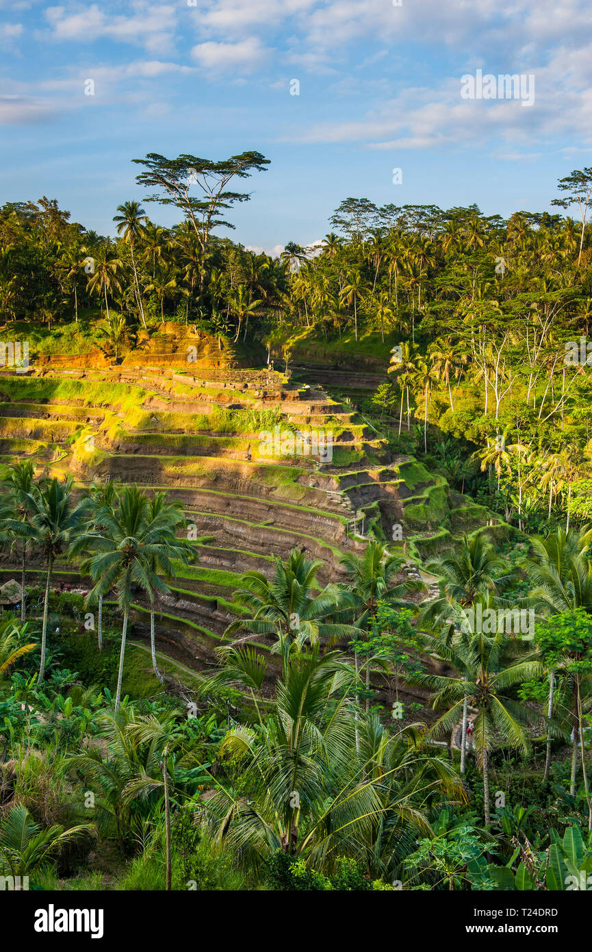 Ubud rice terraces bali hi-res stock photography and images - Alamy