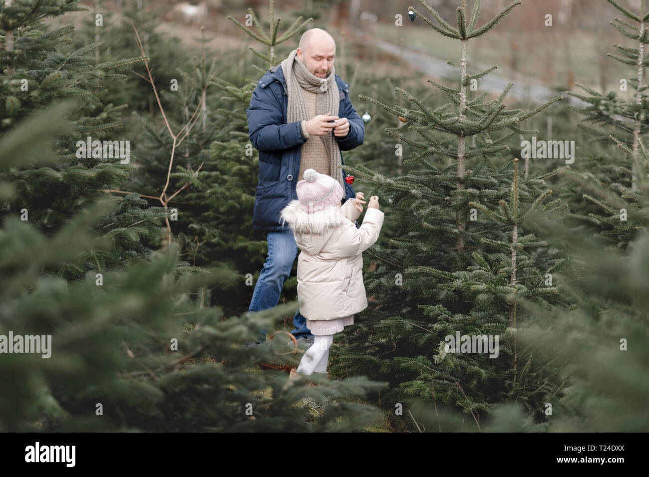 Father and daughter decorating Christmas tree on a plantation Stock ...