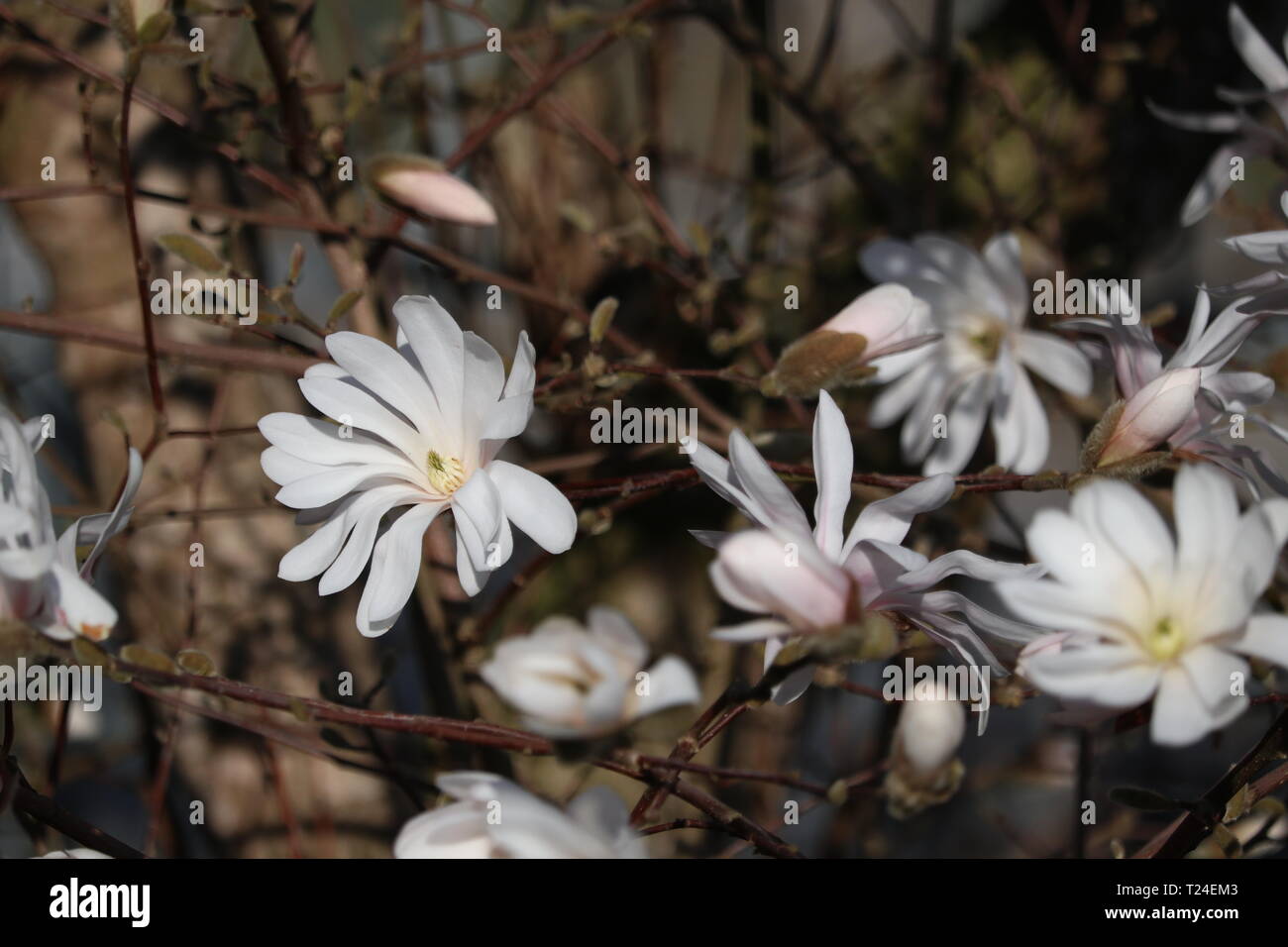 beautiful star magnolia in spring Stock Photo - Alamy