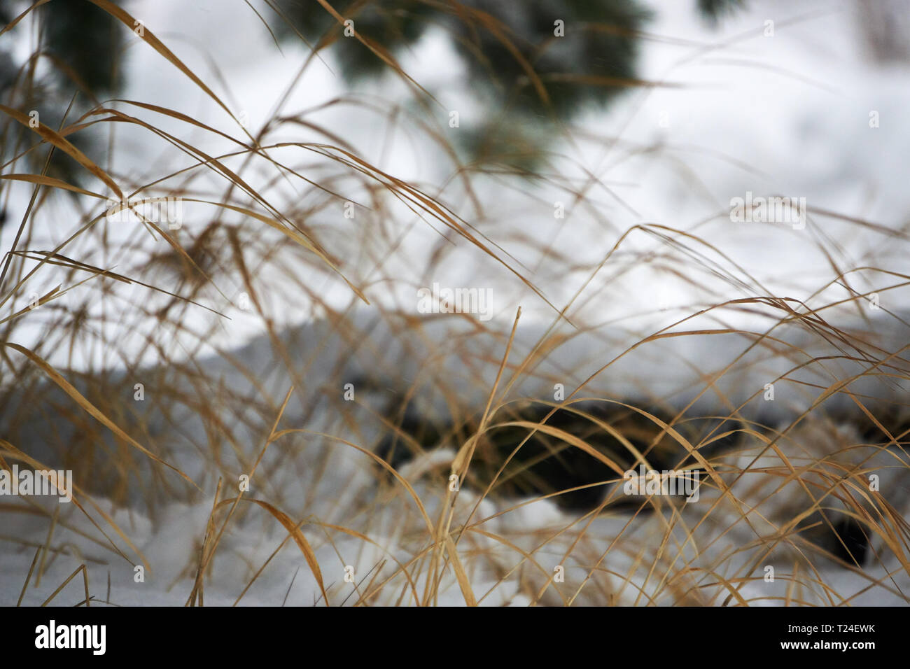 Tall dried grasses hi-res stock photography and images - Alamy