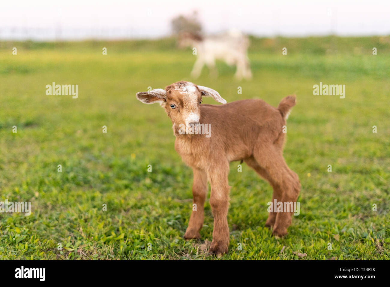 Young goat hi-res stock photography and images - Alamy