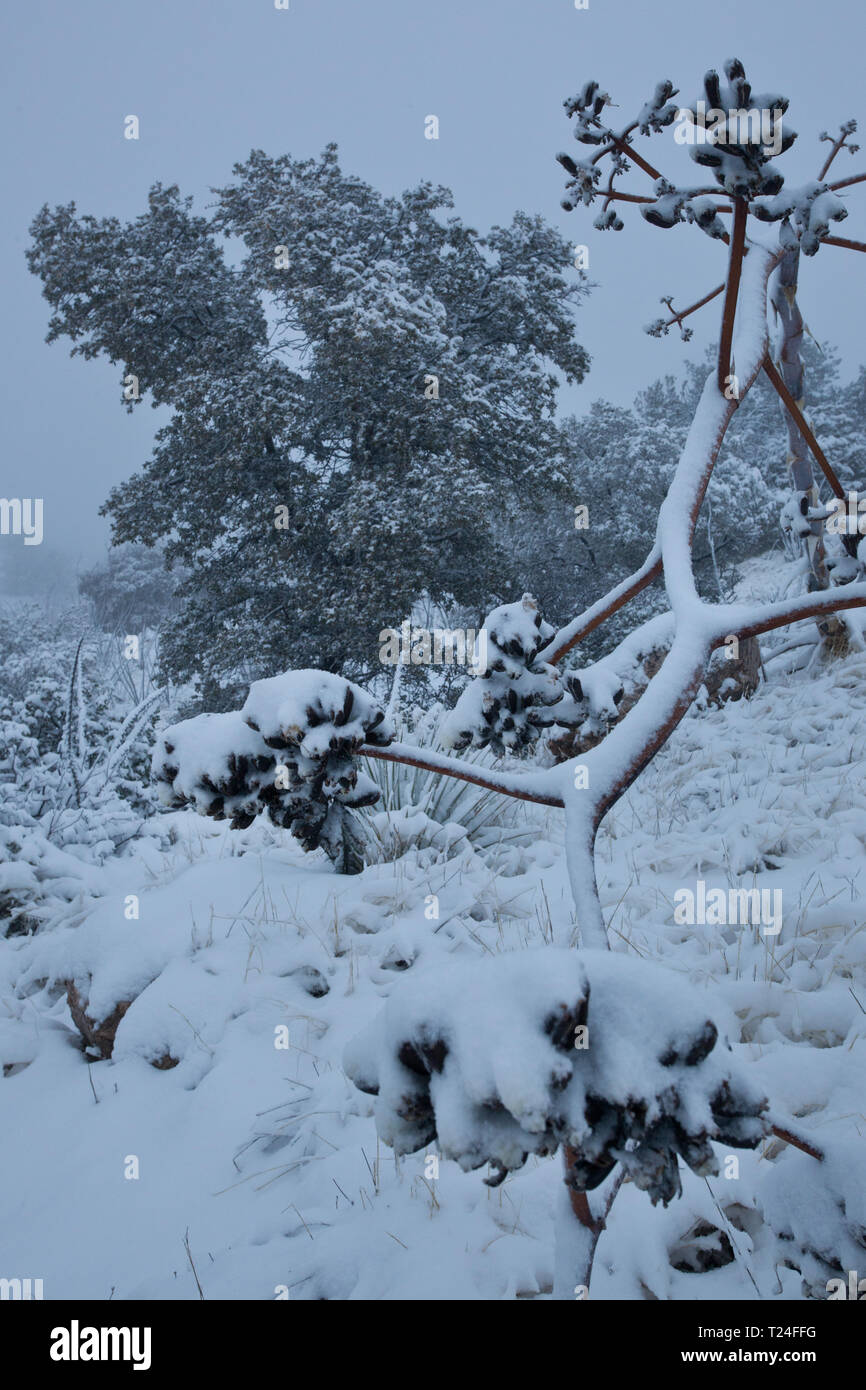 Redington Pass, Pima County, Arizona, USA Stock Photo - Alamy