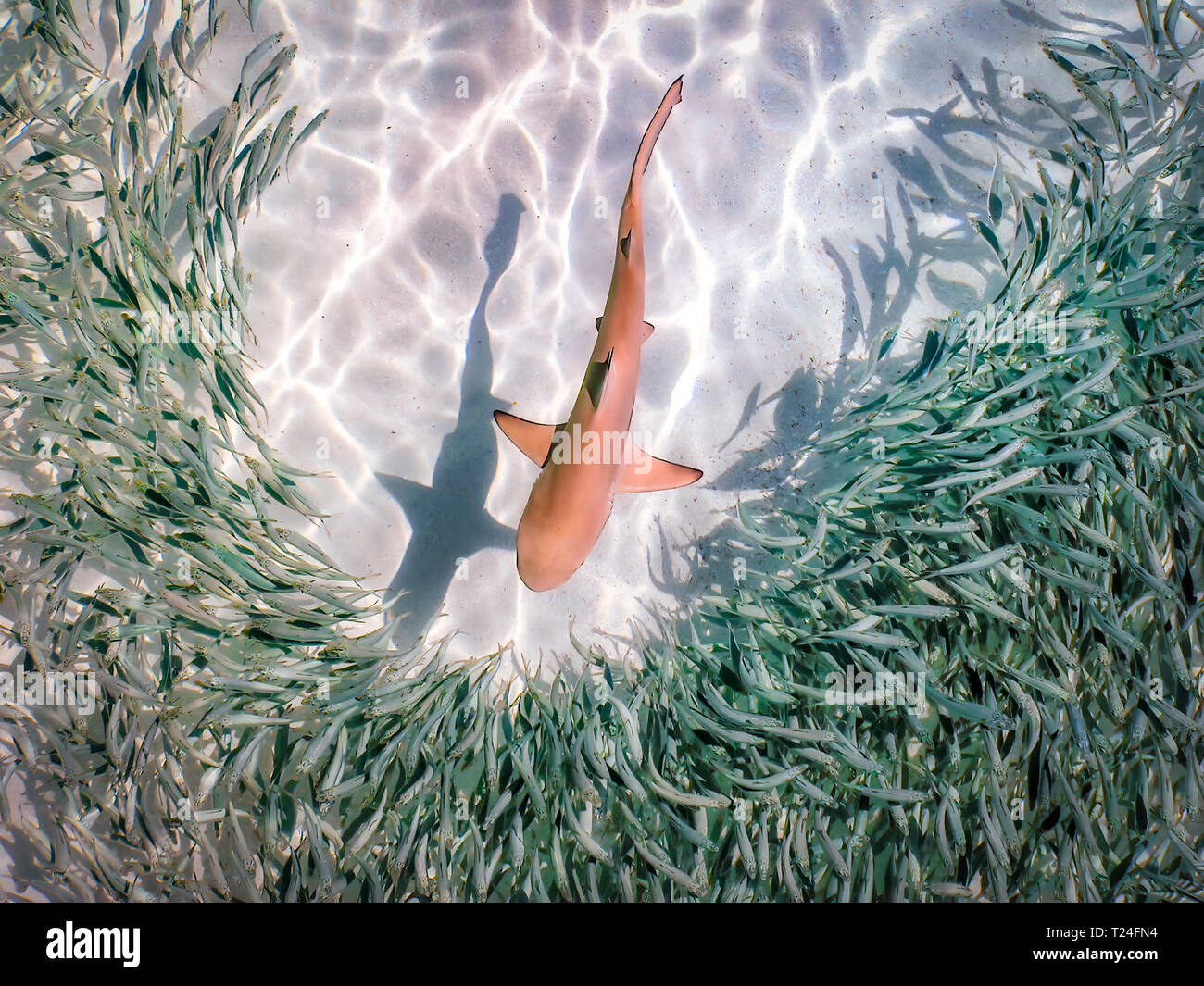 Maledives, Indian Ocean, baby black tipped reef shark (Carcharhinus ...