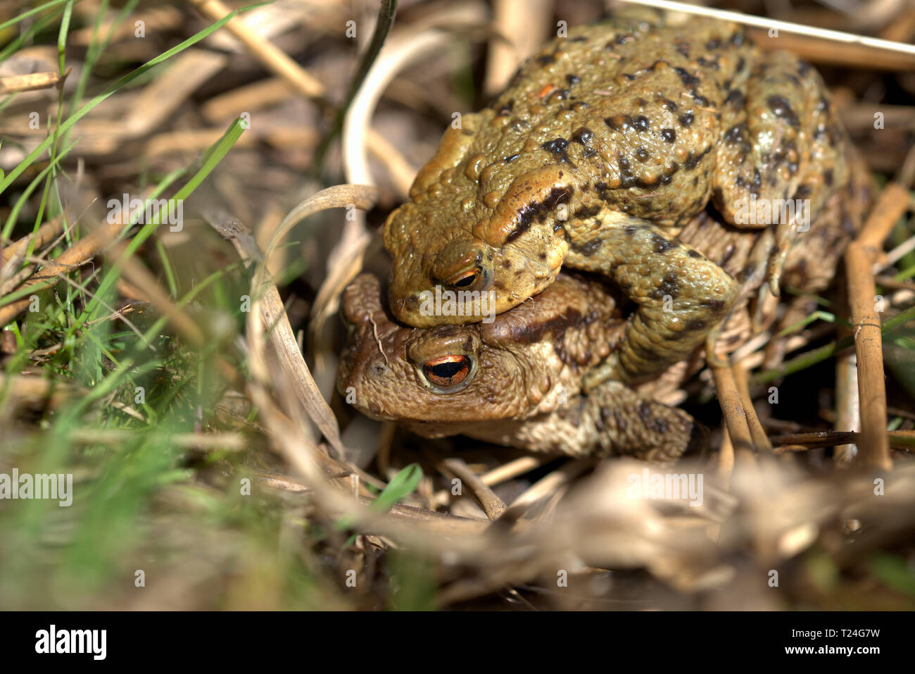 Commom Toad , Bufo bufo Stock Photo - Alamy