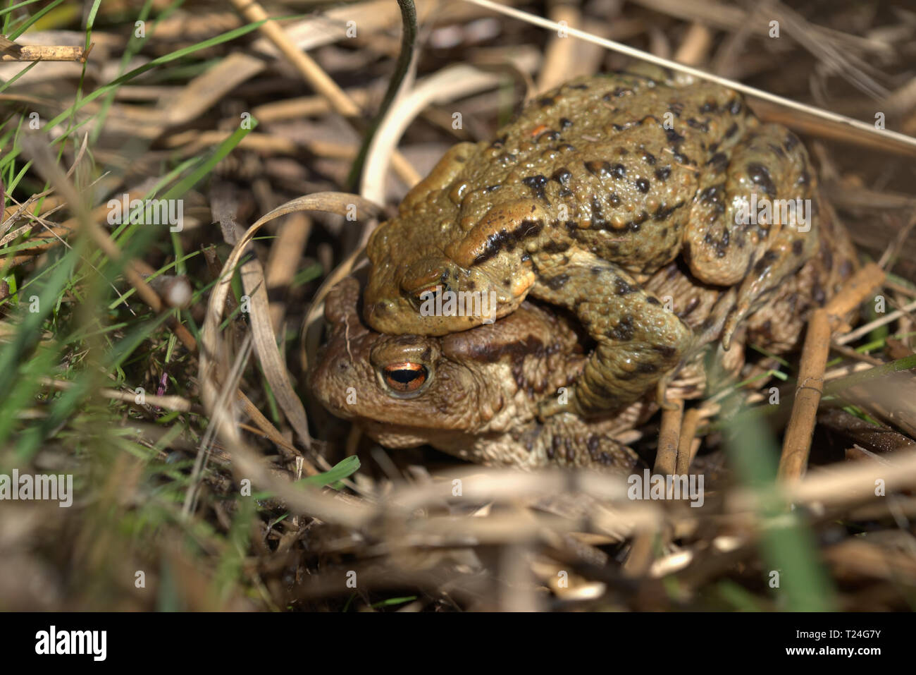 Toad photography hi-res stock photography and images - Alamy