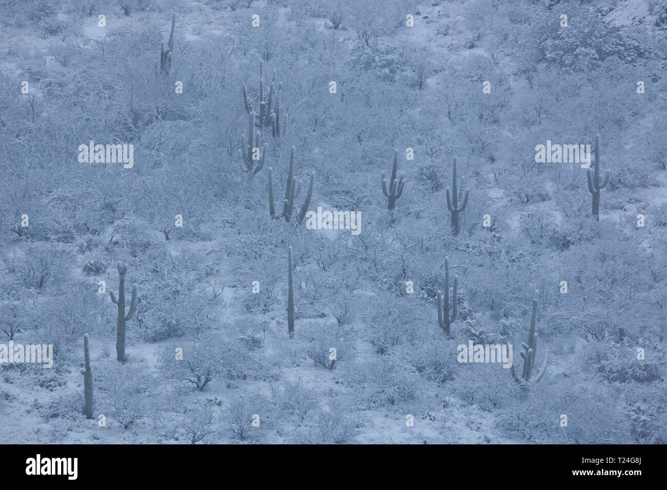 Redington Pass, Pima County, Arizona, USA Stock Photo - Alamy