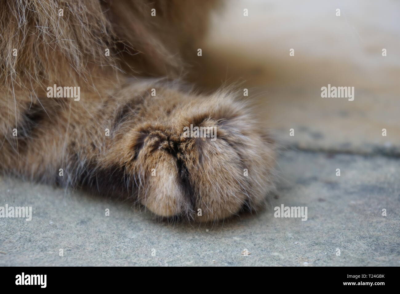 The paw of a light brown cat with a bit long and fluffy fur with some ...
