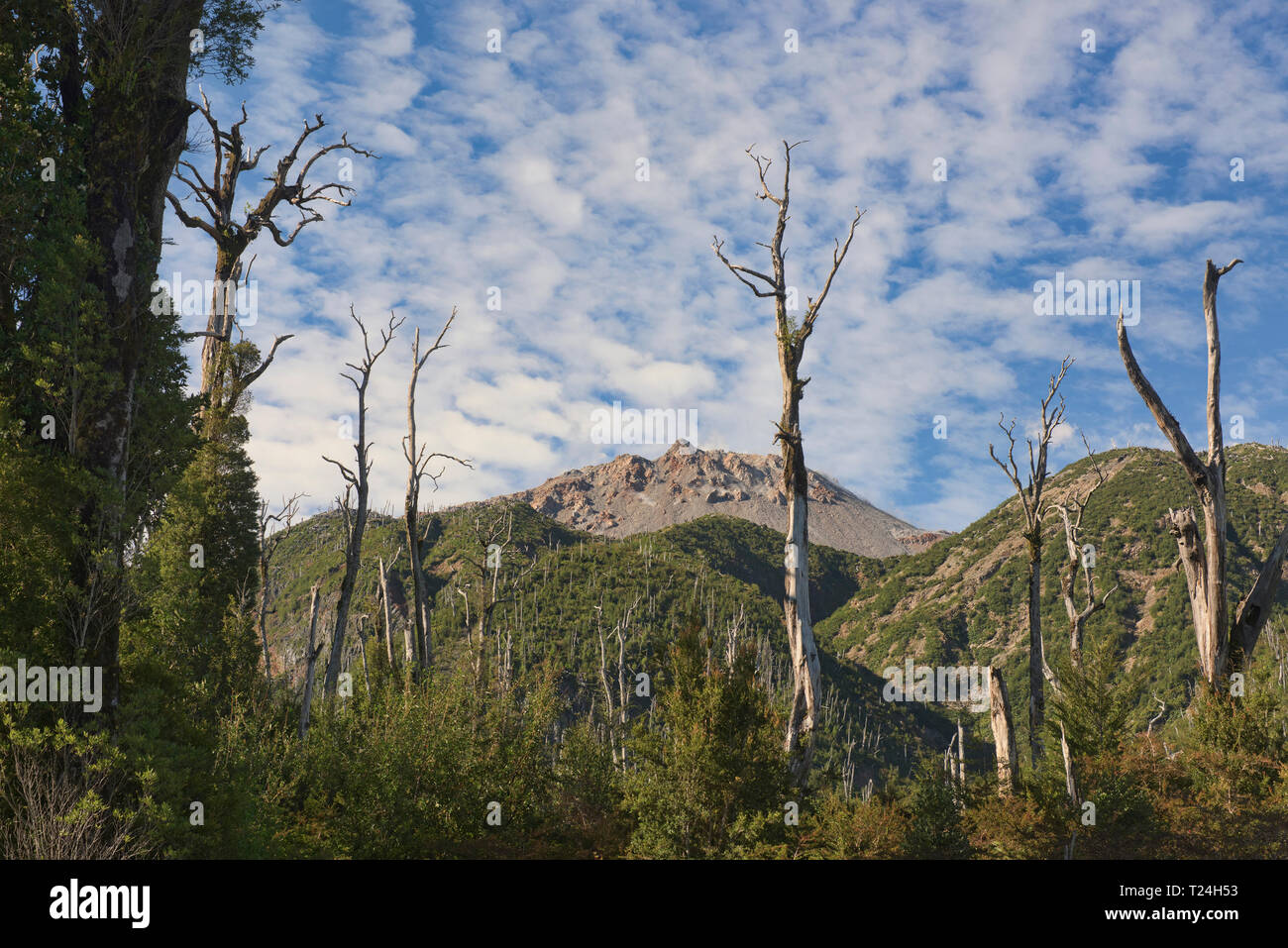 Chaitén volcano, Pumalin National Park, Patagonia, Chaitén, Chile Stock ...