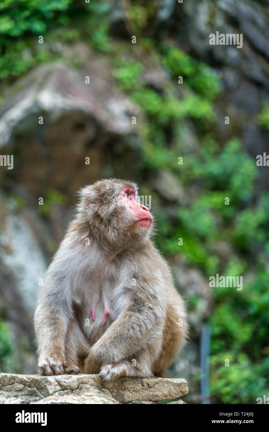 Wild japanese Macaque (Macaca Fuscata) or Snow monkey. Jigokudani ...