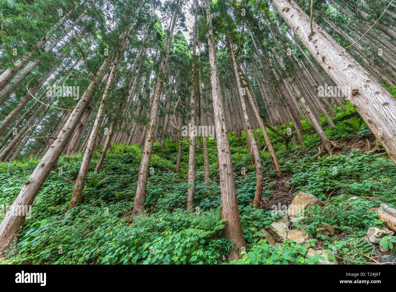 Tall japanese cedar trees hi-res stock photography and images - Alamy