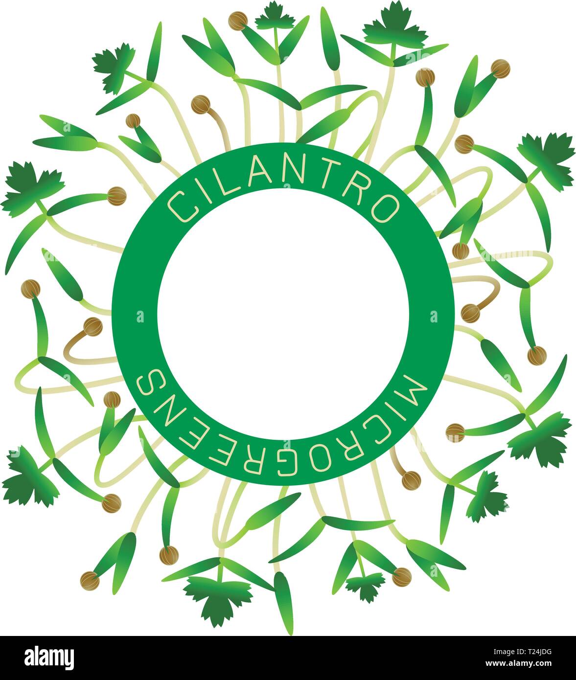 Cilantro sprouting hi-res stock photography and images - Alamy