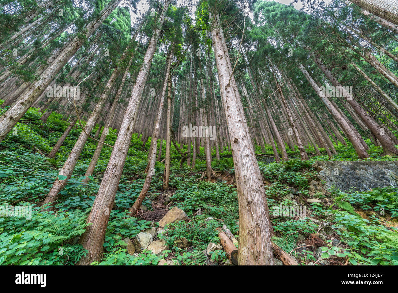 Cedar tree forest near Jigokudani, Nagano Prefecture, Japan Stock Photo ...
