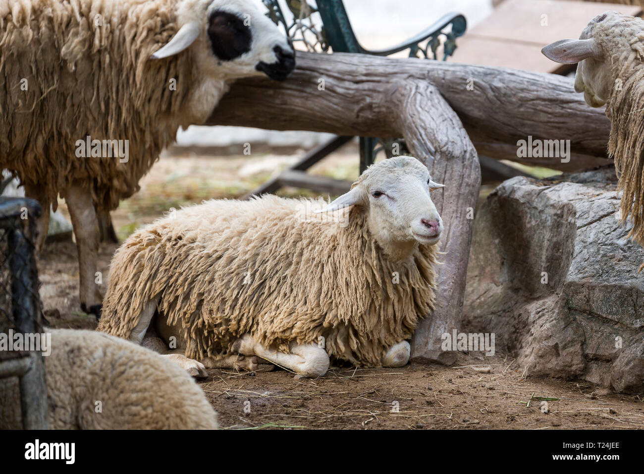 Sheep laying down on ground in flock Stock Photo - Alamy