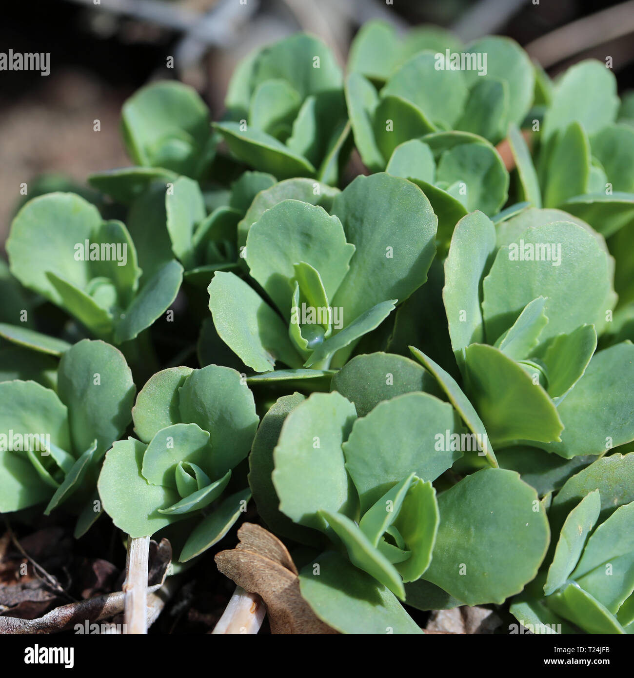 Little green plant photographed after the rain. Beautiful closeup photo ...