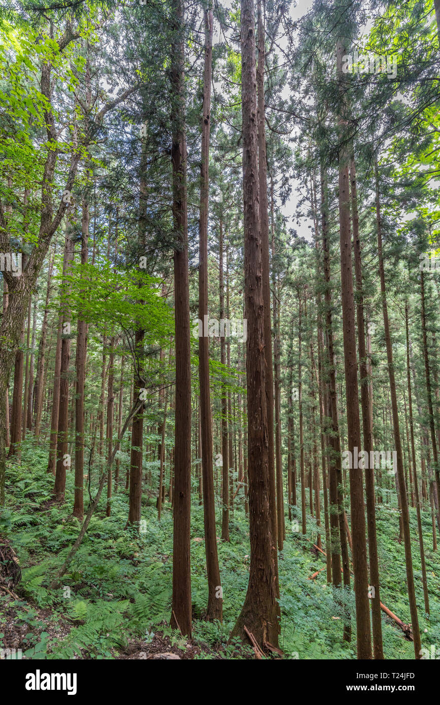 Cedar tree forest near Jigokudani, Nagano Prefecture, Japan Stock Photo ...