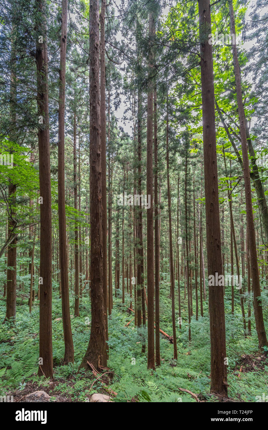 Cedar tree forest near Jigokudani, Nagano Prefecture, Japan Stock Photo ...