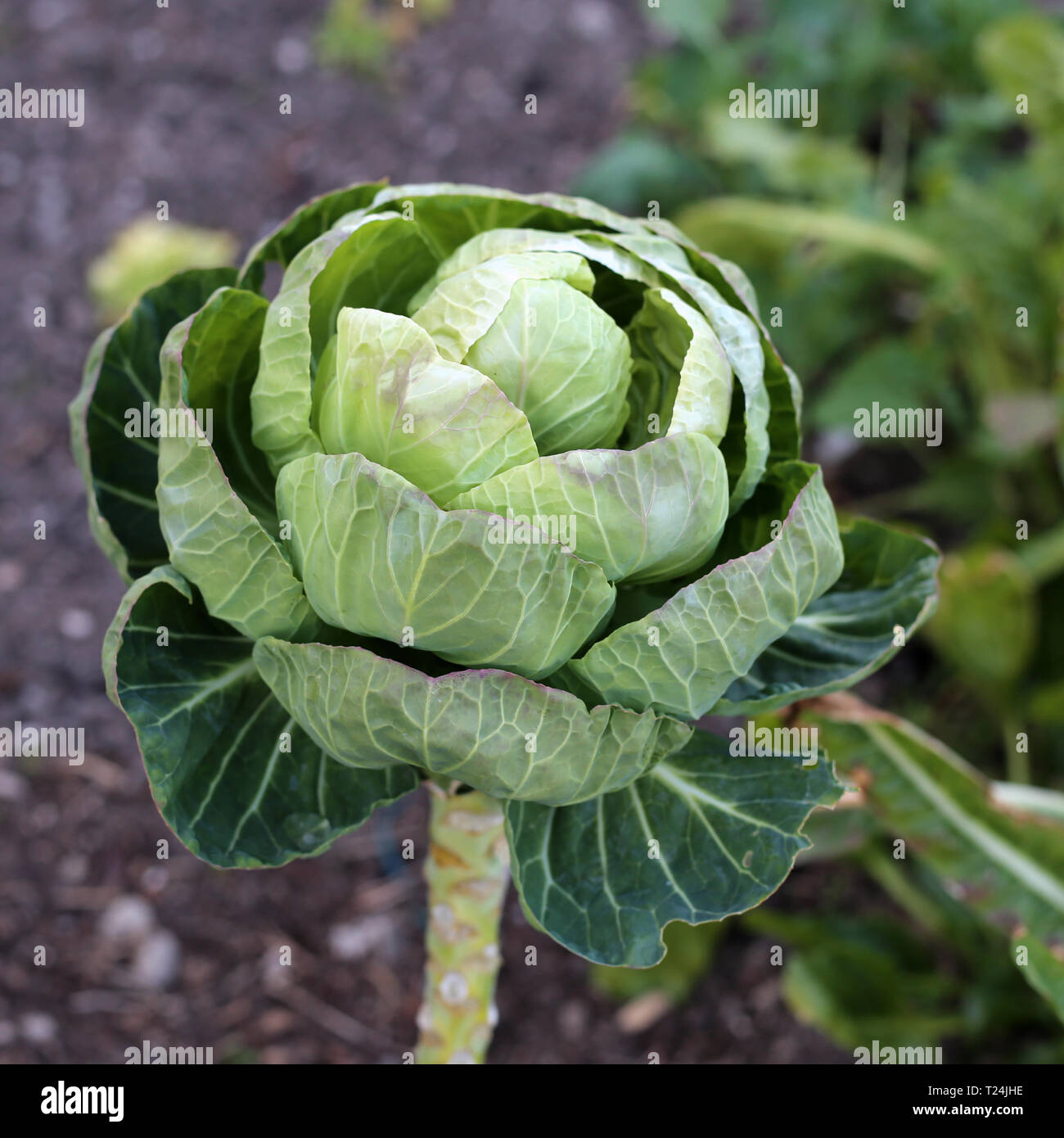 Growing cabbage photographed in Switzerland on a sunny spring day ...