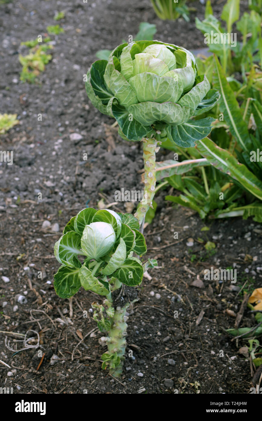 Young spring cabbages hi-res stock photography and images - Alamy