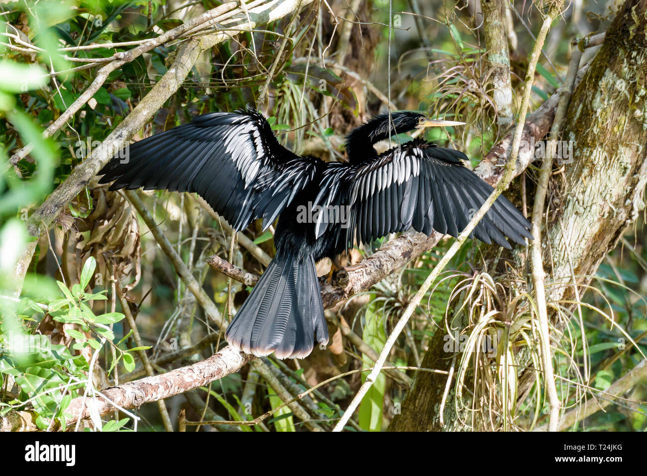 Male anhinga (Anhinga anhinga) drying its wings while perched in a tree ...