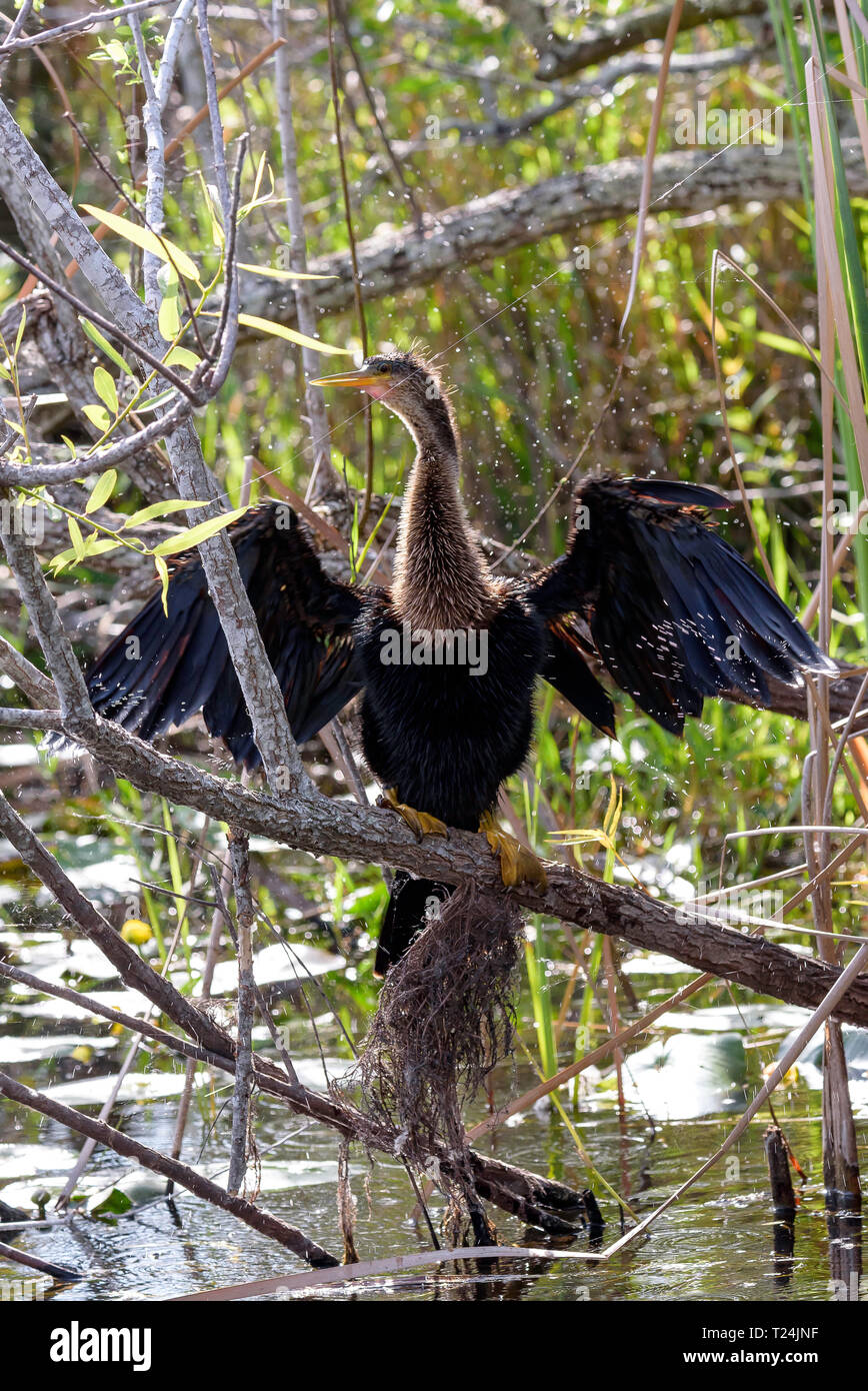 Female anhinga (Anhinga anhinga) shaking water from its wings in Shark ...