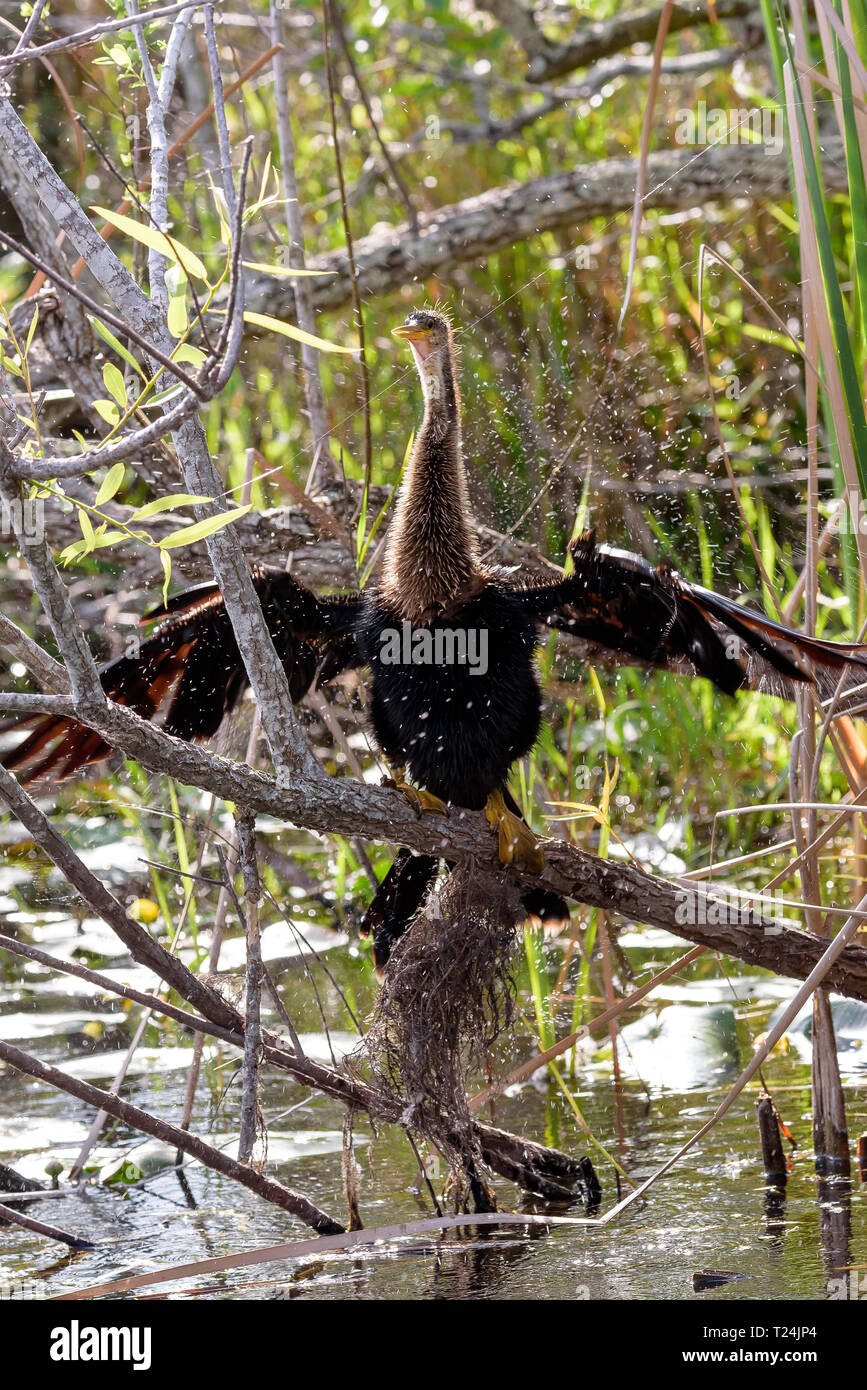 Female anhinga florida hi-res stock photography and images - Alamy