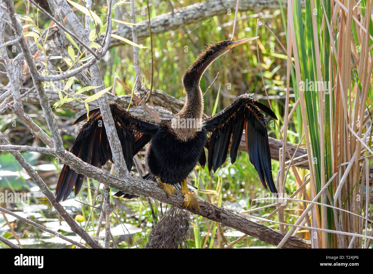 Female anhinga (Anhinga anhinga) drying its wings while perched on a ...