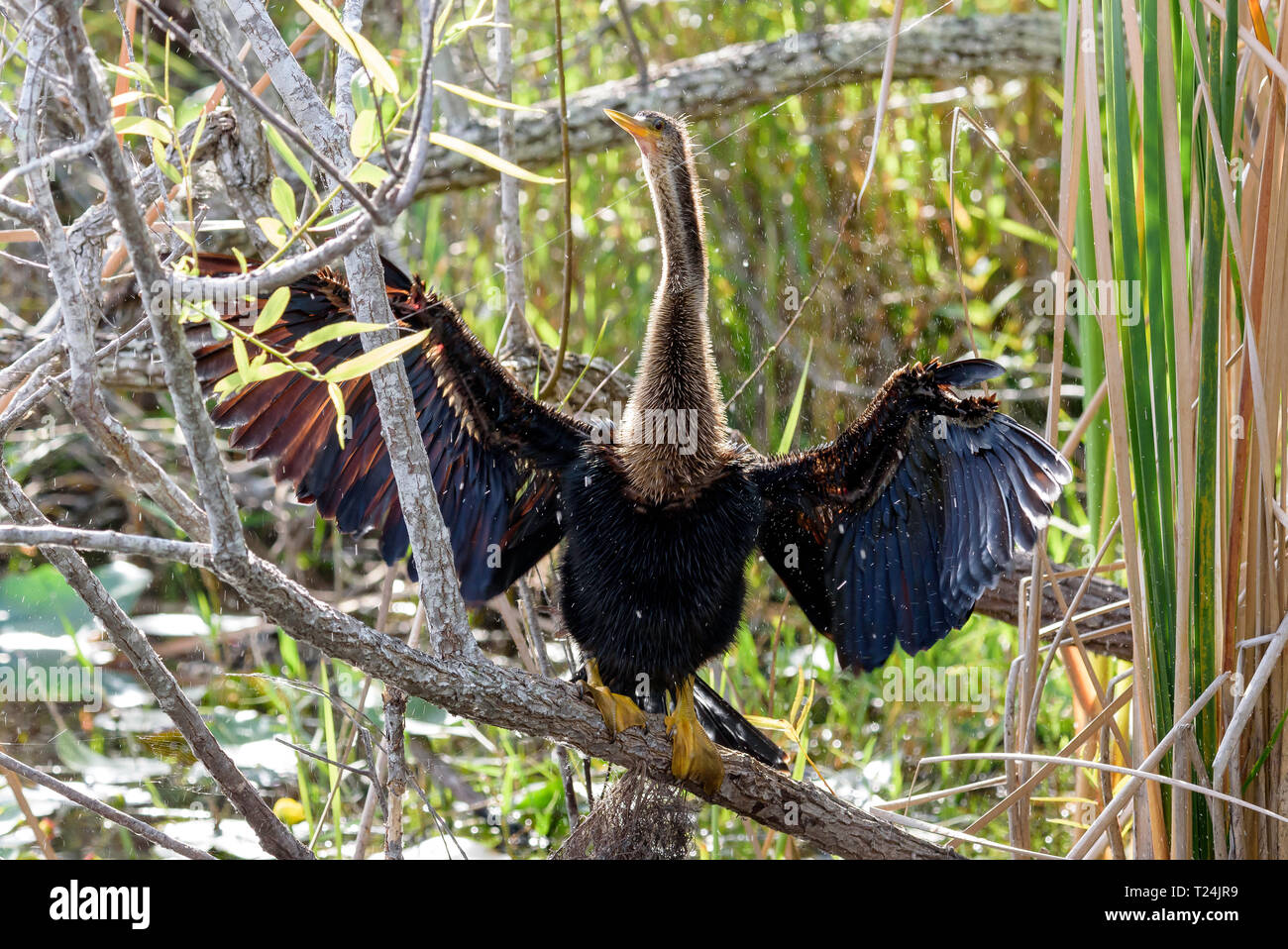 Female anhinga (Anhinga anhinga) shaking water from its wings in Shark ...