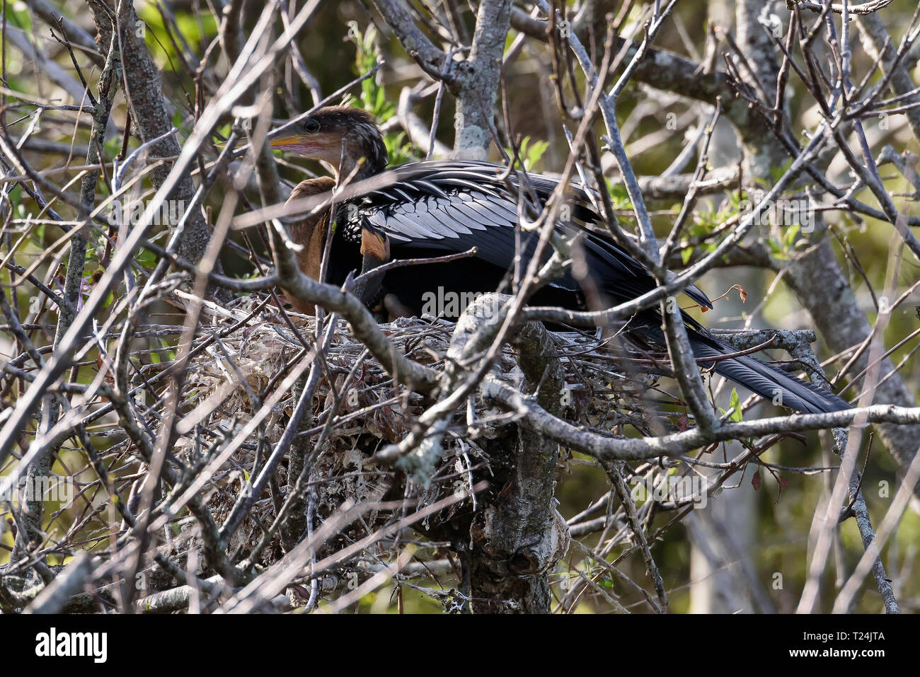 Anhinga nest hi-res stock photography and images - Alamy