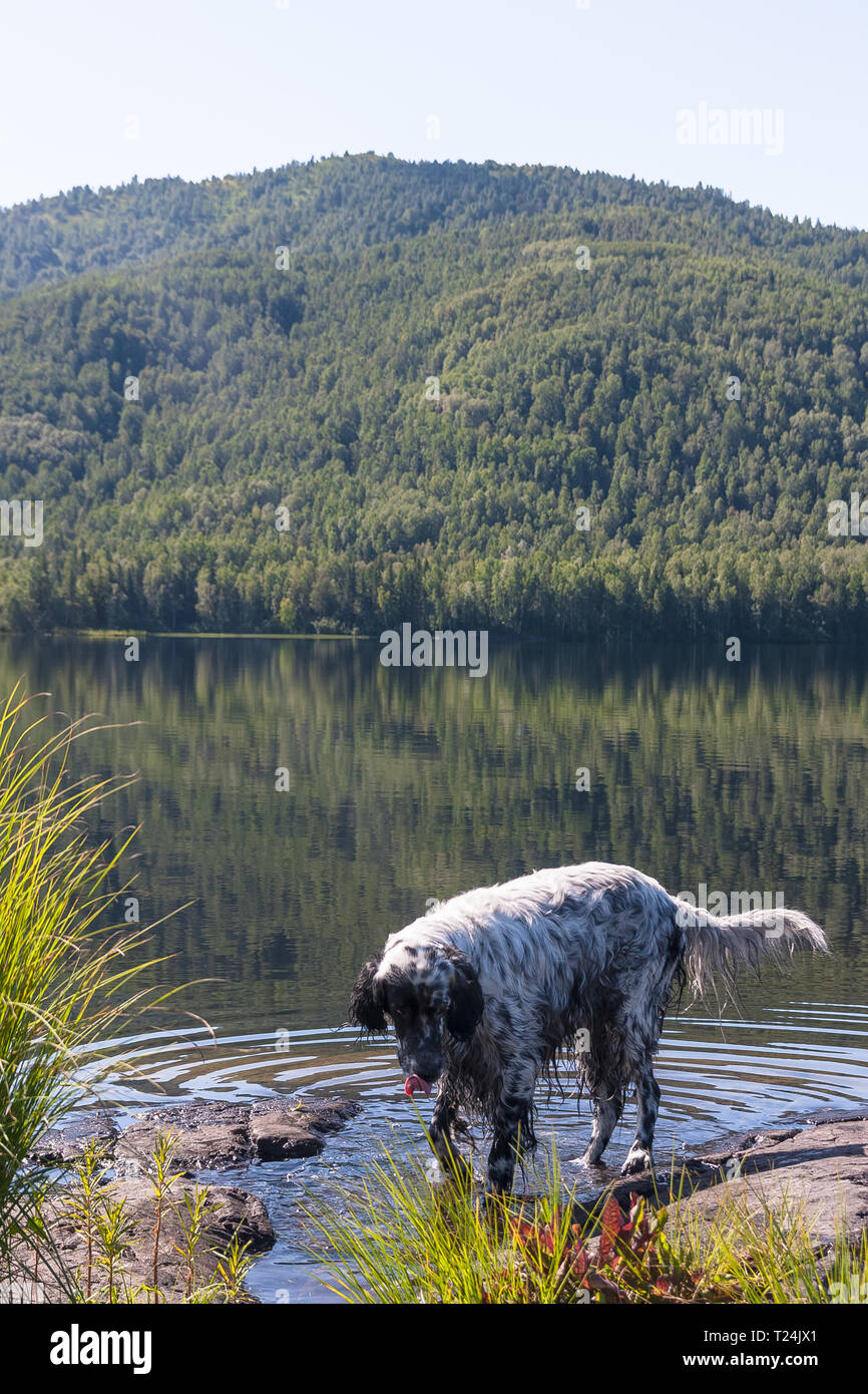 Hunting With An English Setter High Resolution Stock Photography and ...