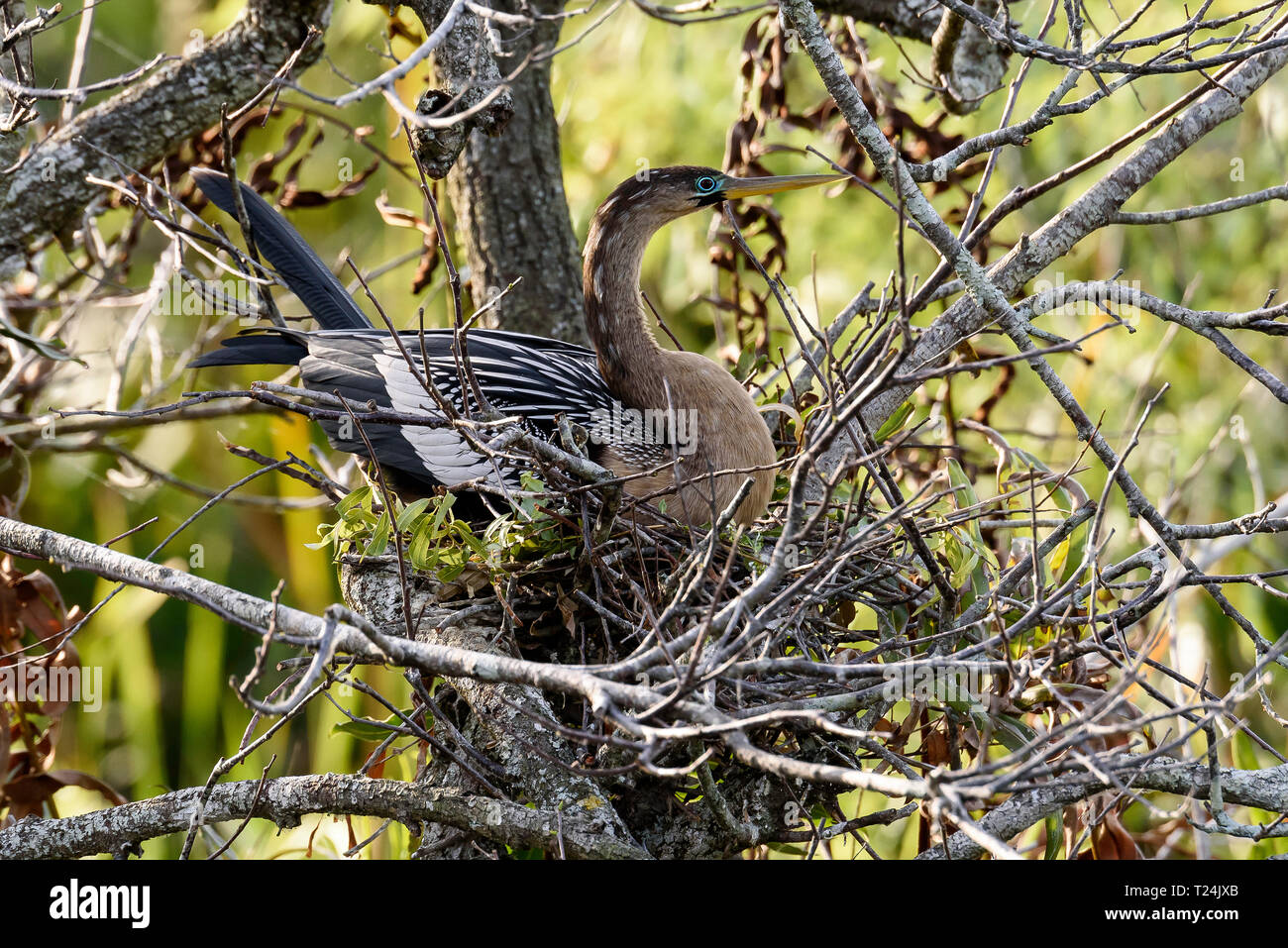 Female anhinga (Anhinga anhinga) sitting on a nest in Shark Valley ...